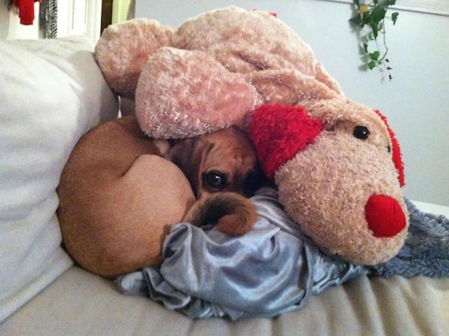 21 Dogs Hiding In Hilarious Places Playbuzz 21-dogs-hiding-in-hilarious-places-playbuzz