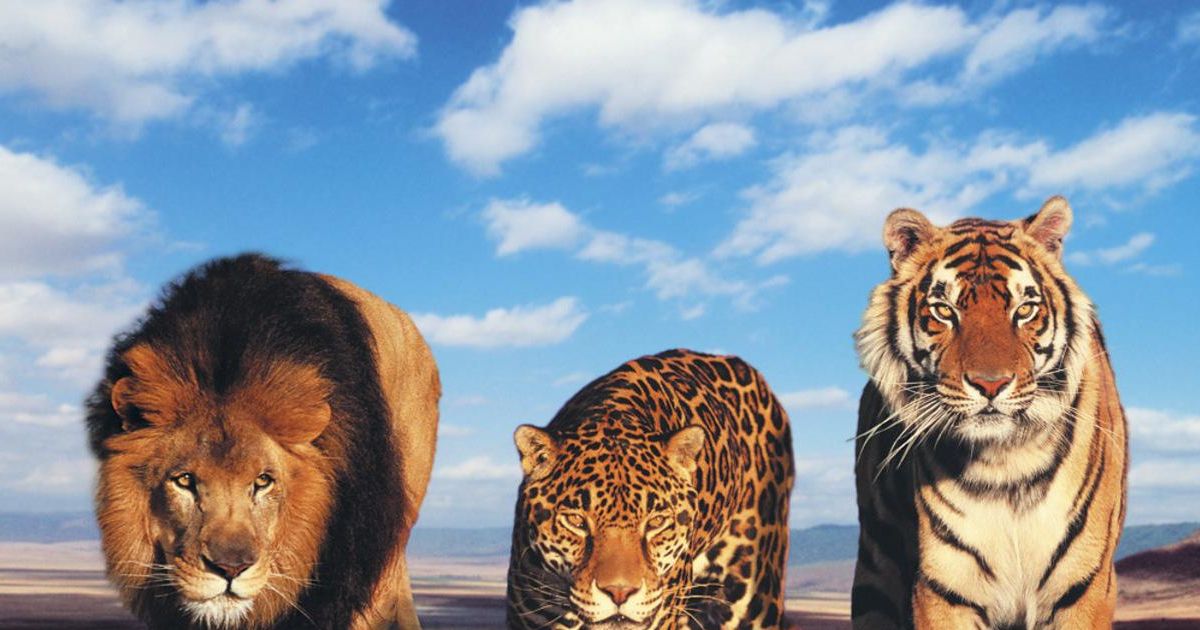 What Big Cat Are You Genus Panthera Ethology Playbuzz What Big Cat Are You Genus Panthera Ethology Playbuzz