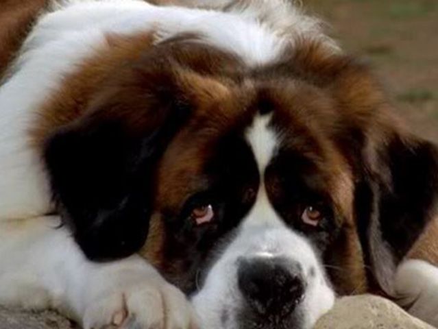 Can You Match These 90s Pets To Their Movie Or TV Show Playbuzz can-you-match-these-90s-pets-to-their-movie-or-tv-show-playbuzz
