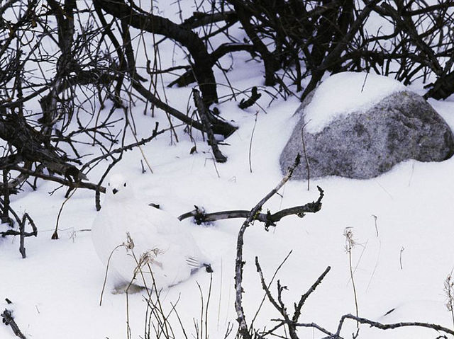 Can You Spot The Hidden Animals In These 12 Photos? | Playbuzz