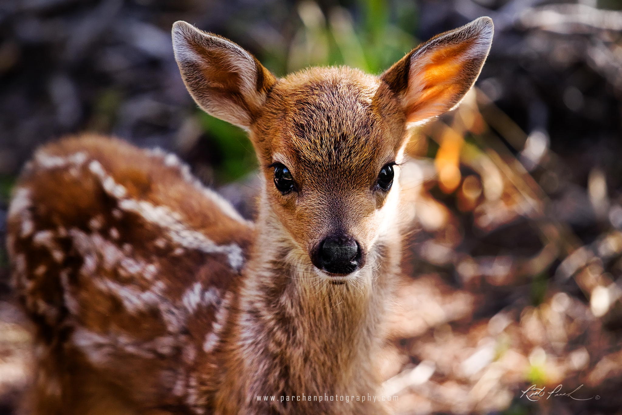 28 Of The Cutest Baby Animals 28 Of The Cutest Baby Animals