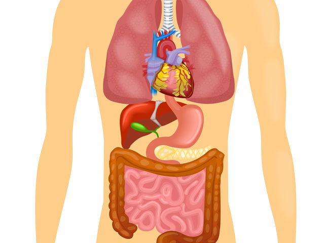 Do You Know Basic Human Anatomy Playbuzz do-you-know-basic-human-anatomy-playbuzz