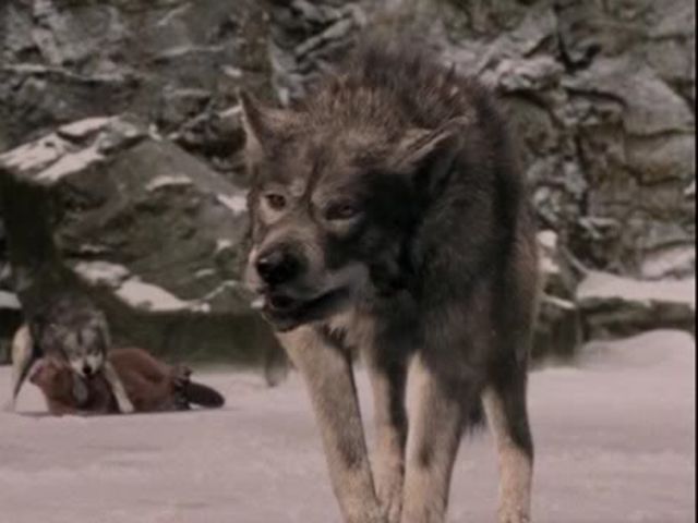 How well do you know wolves? | Playbuzz