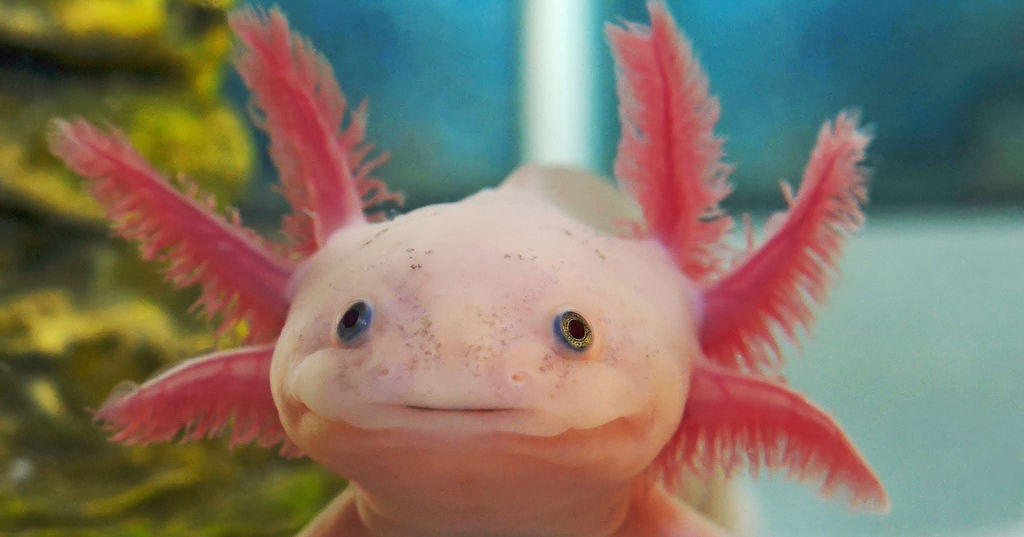 80% Of Animal Lovers Can't Name All Of These Animals! | Playbuzz