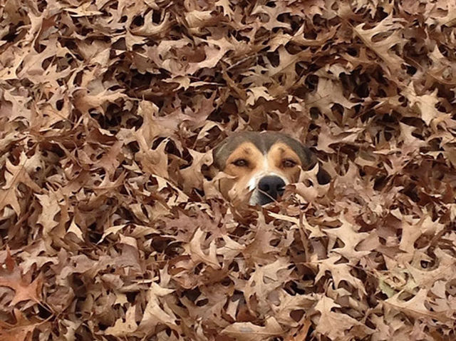 21 Dogs Hiding In Hilarious Places | Playbuzz
