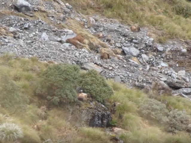 How Many Animals Can You See In This Picture? | PlayBuzz