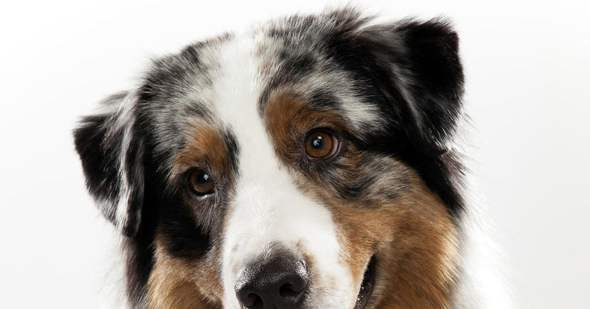 What Dog Breed Are You? | Playbuzz