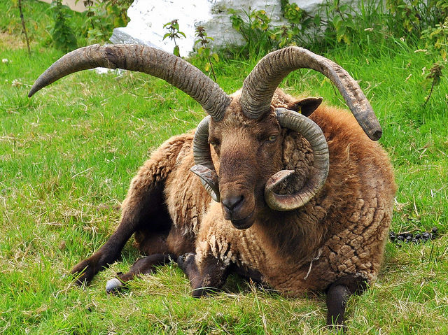 The Isle Of Man Exists And It's A Magical Land Full Of Excellence..And ...