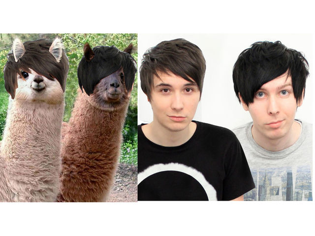 Which YouTuber Hairstyles Are These Llamas Wearing? | Playbuzz