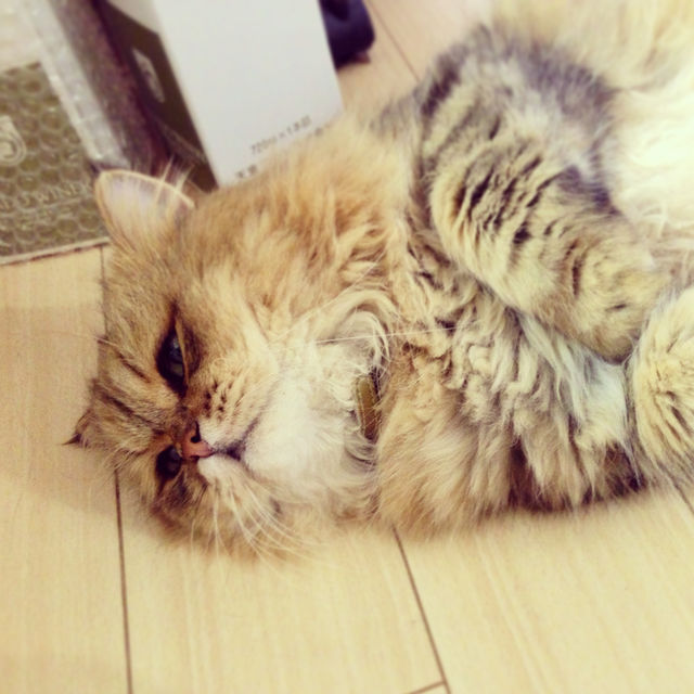 13 Times Japan's Disappointed Version Of Grumpy Cat Was Quietly ...