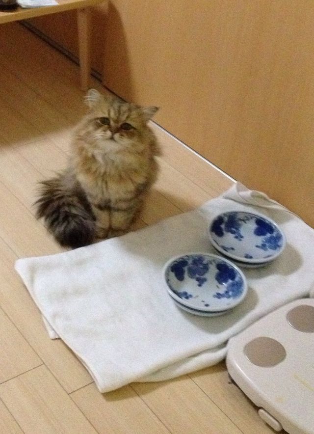 13 Times Japan's Disappointed Version Of Grumpy Cat Was Quietly ...