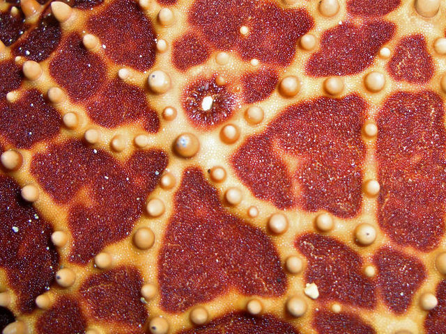 Can you guess these ordinary objects zoomed in? | Playbuzz