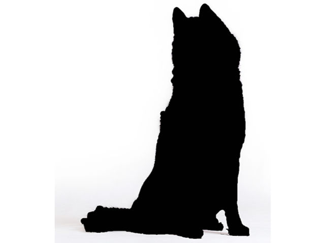 Name The Dog Breed From The Shadow! | Playbuzz