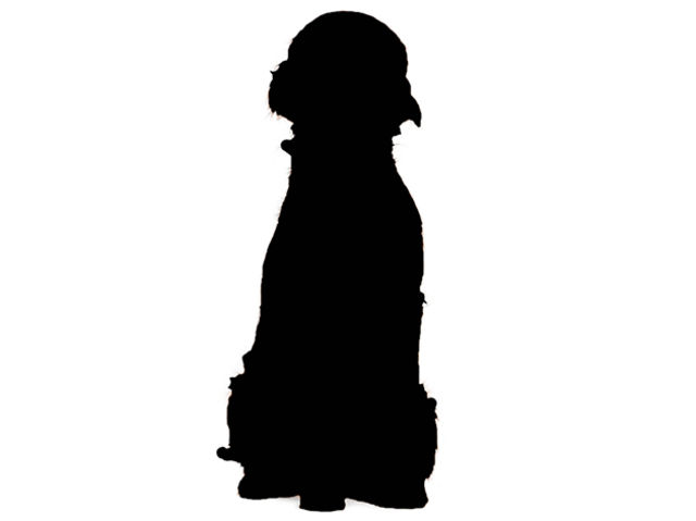 Name The Dog Breed From The Shadow! | Playbuzz