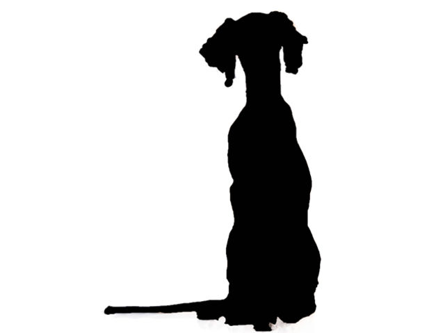 Name The Dog Breed From The Shadow! | Playbuzz