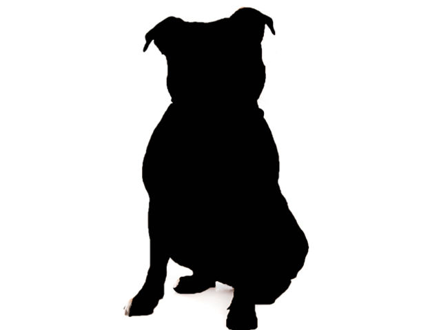 Name The Dog Breed From The Shadow! | Playbuzz