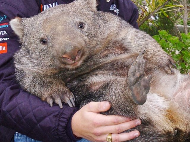 Patrick The Wombat Is As Adorable As He Is Enormous, And You NEED To ...
