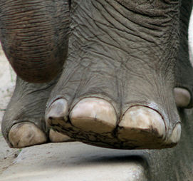 Are You Actually an Elephant Expert? | Playbuzz