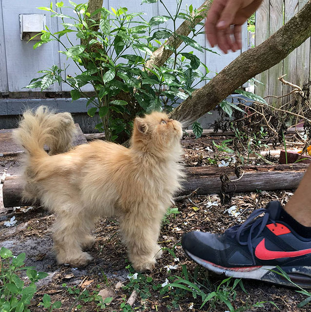 A Homeless Grumpy Cat Was Found And Rescued, And Hated Every Darn ...