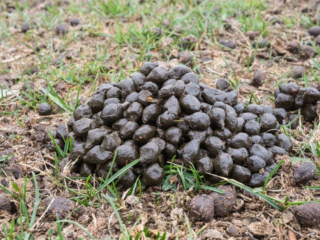 Welcher Haufen gehört zu welchem Tier? | Playbuzz