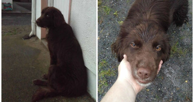 This Summer Has Been One Of The Worst On Record For Dumping Dogs, But ...