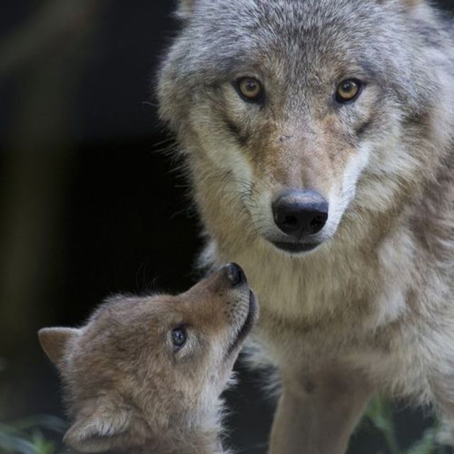 What Rank In A Wolf Pack Are You Playbuzz What Rank In A Wolf Pack Are You Playbuzz