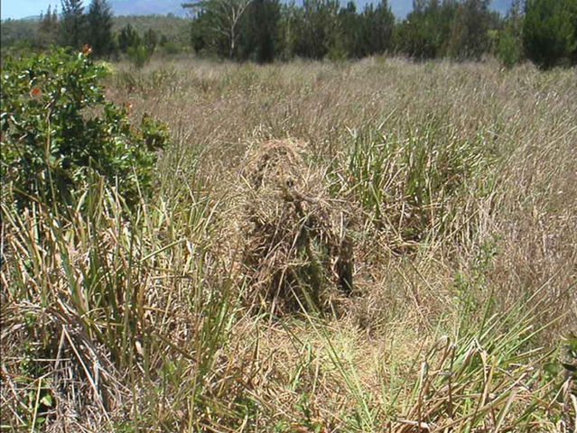 95% Of People Can't Spot These Soldiers In Full Camouflage - Can You ...