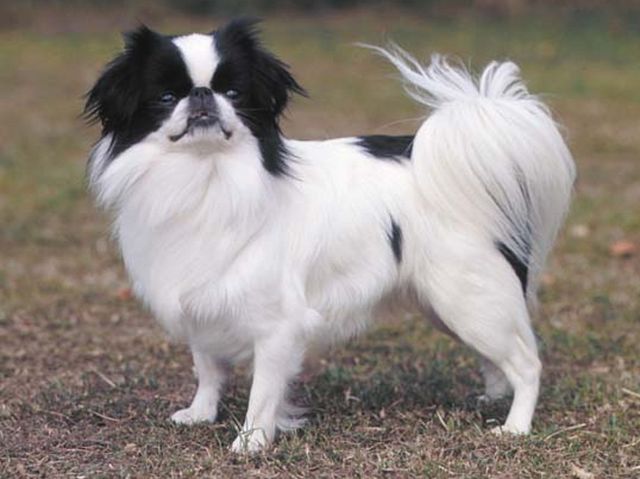 Do you REALLY know your dog breedS? | Playbuzz