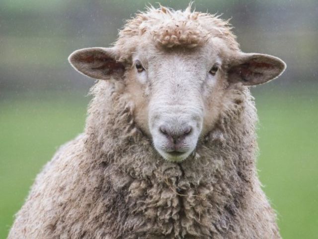 Sheep Plural