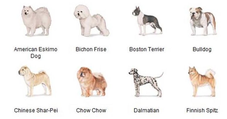 Learn the Breeds: Non-Sporting Group | Playbuzz