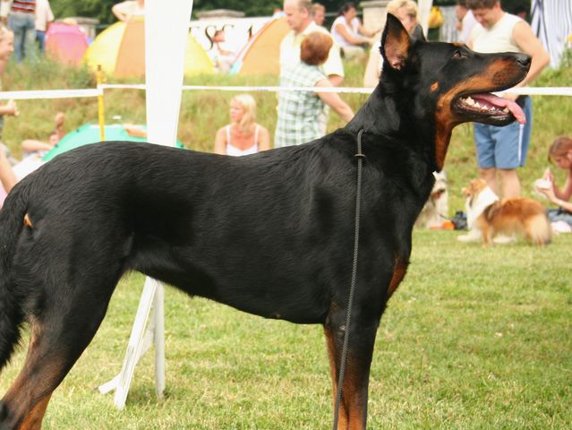 Only 1 In 25 People Can Name The 50 Most Popular Dog Breeds | Playbuzz