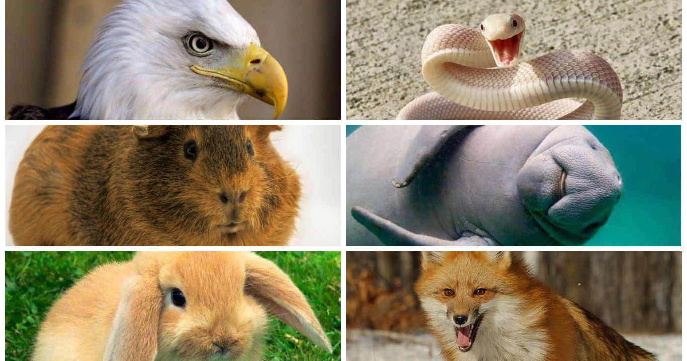 Can You Guess These Animals Hilarious Internet Names? | Playbuzz