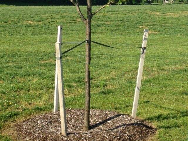 What Do You Know About Tree Planting And Tree Care? | Playbuzz