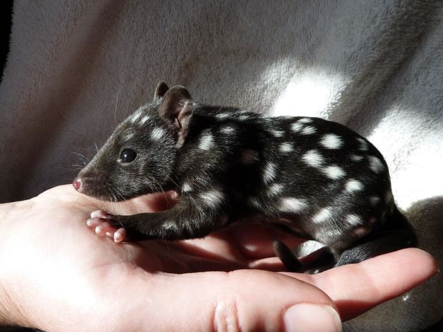 Cutest Australian Baby Animals | Playbuzz