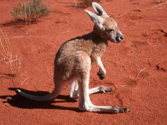 Cutest Australian Baby Animals | Playbuzz