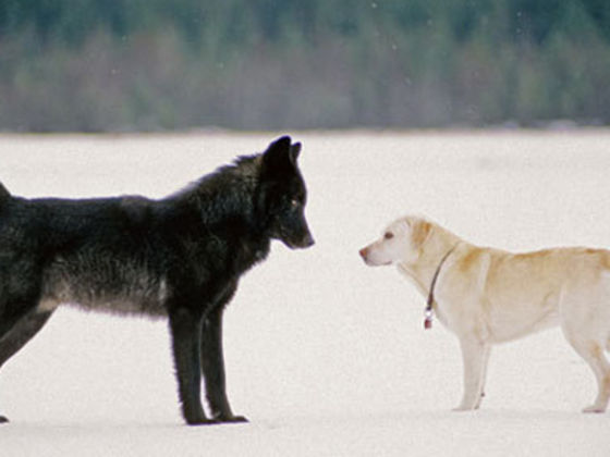 What Carnivore Are You? | PlayBuzz