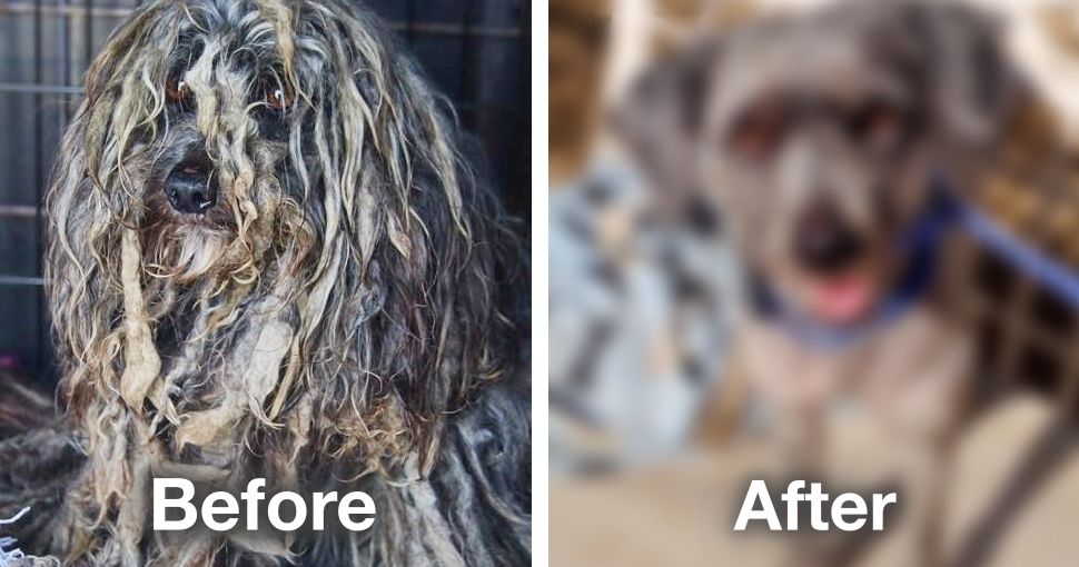Double Take! 12 Doggie Makeovers You Won’t Believe | Playbuzz