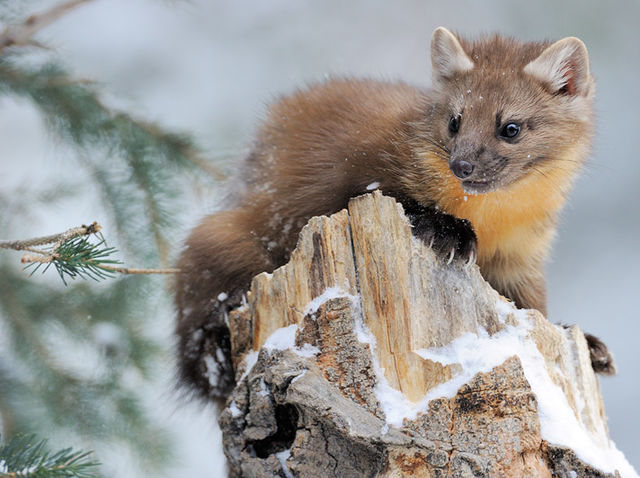 11 Reasons Martens Are About To Be Your New Favorite Animal | PlayBuzz
