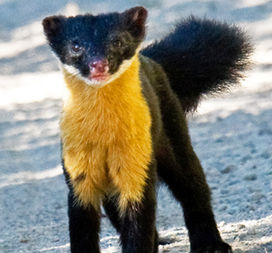 11 Reasons Martens Are About To Be Your New Favorite Animal | PlayBuzz