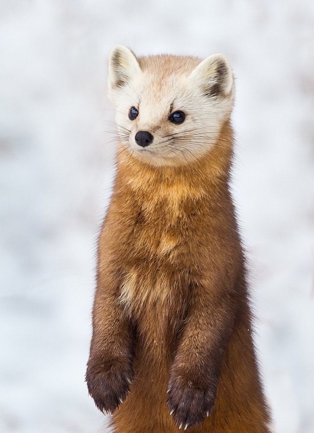 11 Reasons Martens Are About To Be Your New Favorite Animal | PlayBuzz