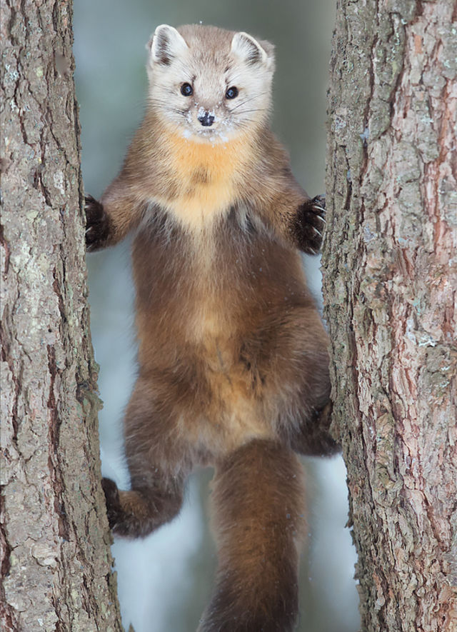 11 Reasons Martens Are About To Be Your New Favorite Animal | PlayBuzz