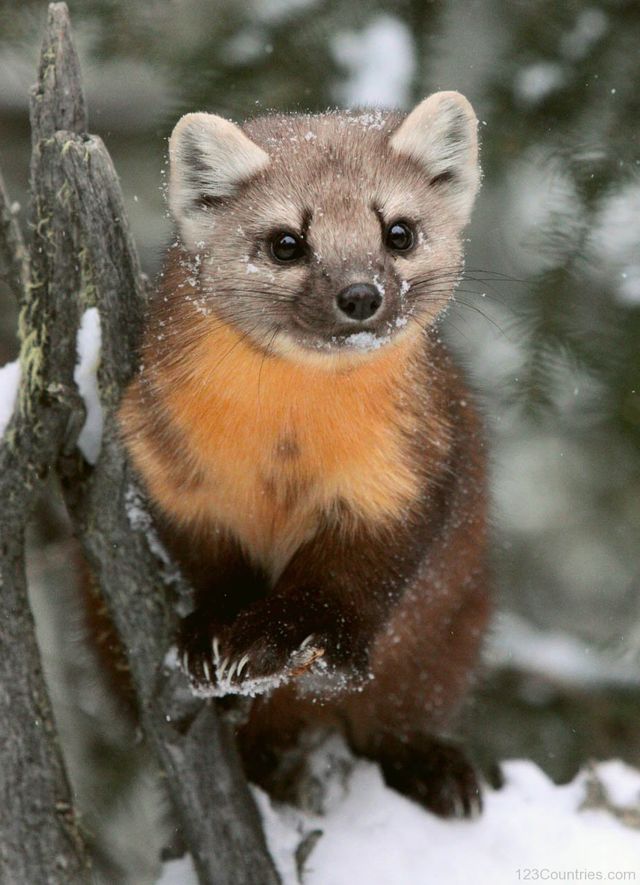 11 Reasons Martens Are About To Be Your New Favorite Animal | PlayBuzz