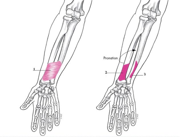 Wrist Flexors, Pronator and Supinator | Playbuzz