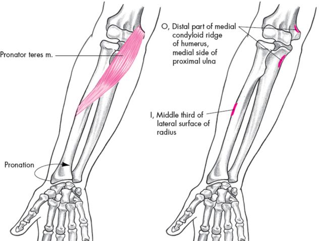 Wrist Flexors, Pronator and Supinator | Playbuzz
