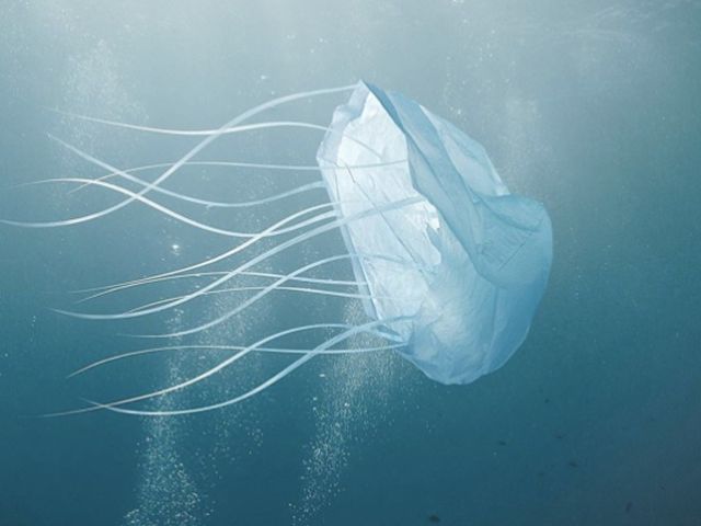 Jellyfish or Plastic Bag? | Playbuzz