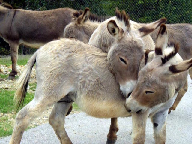 Donkeys Are Actually Insanely Cute; And We Have The Photos To Prove It ...