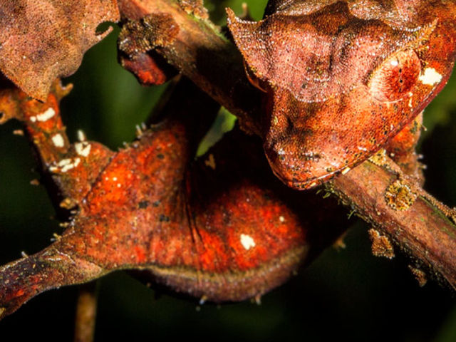 Can You Guess What These 17 Bizarrely Named Animals Are Actually Called ...