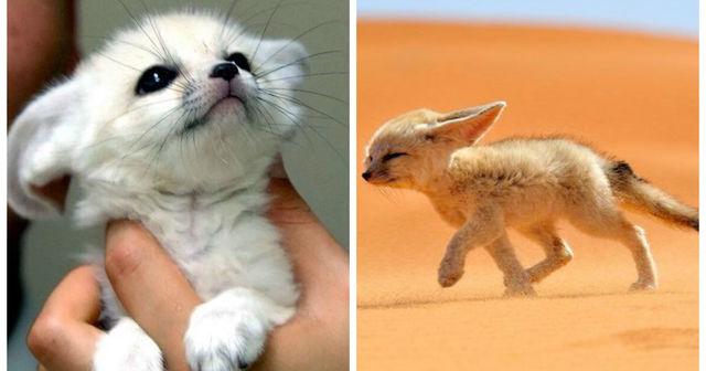 13 Reasons Fennec Foxes Are About To Be Your New Favorite Animal | Playbuzz