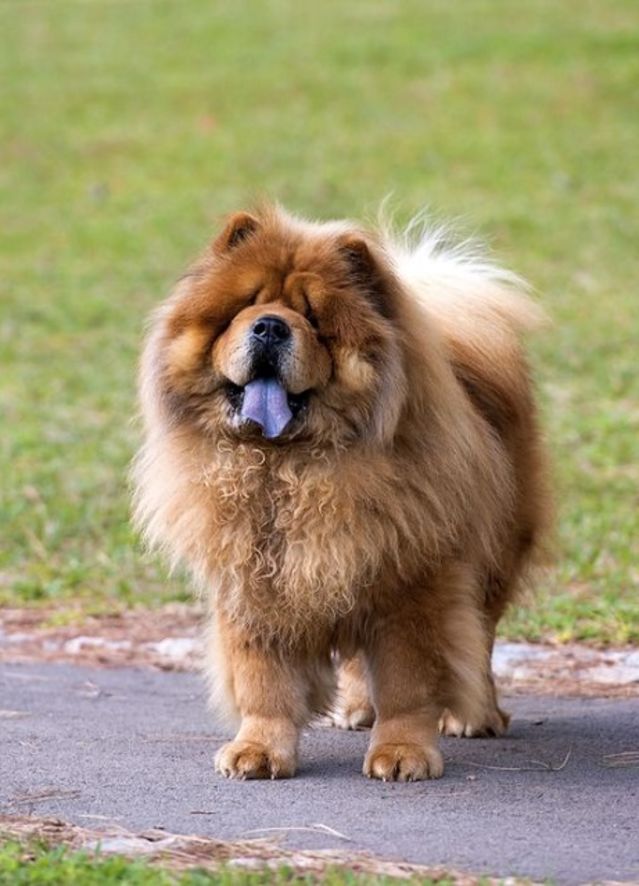 Top 10 najpopularnijih pasmina pasa u Hrvatskoj | Playbuzz