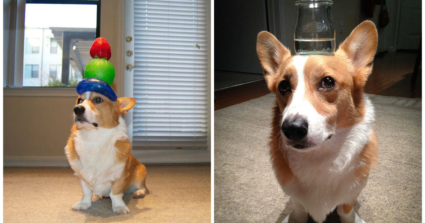 Happy Friday! Here's An Adorable Corgi Balancing Objects On His Head ...